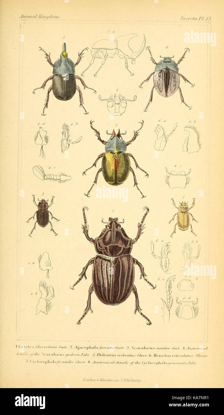 The animal kingdom, arranged according to its organization, serving as ...