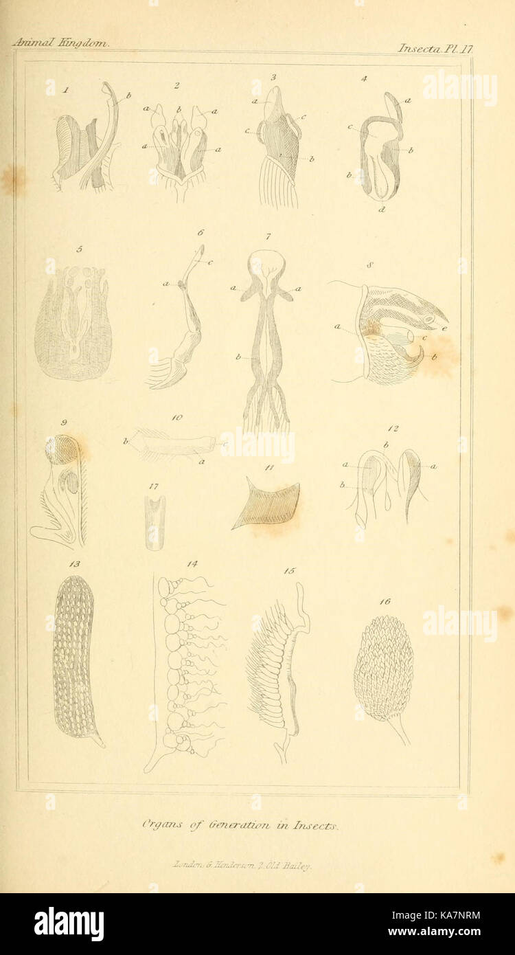 The animal kingdom, arranged according to its organization, serving as ...