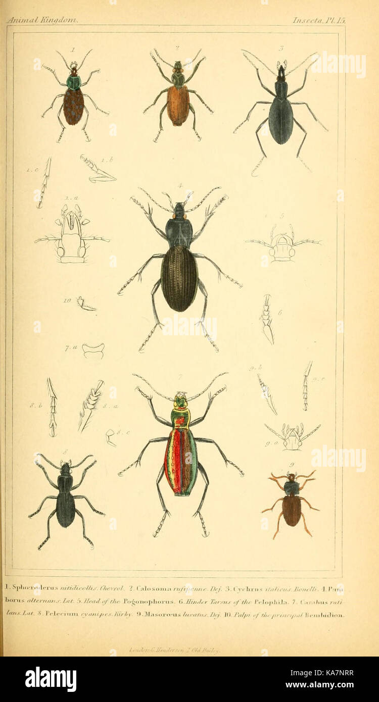 The animal kingdom, arranged according to its organization, serving as ...