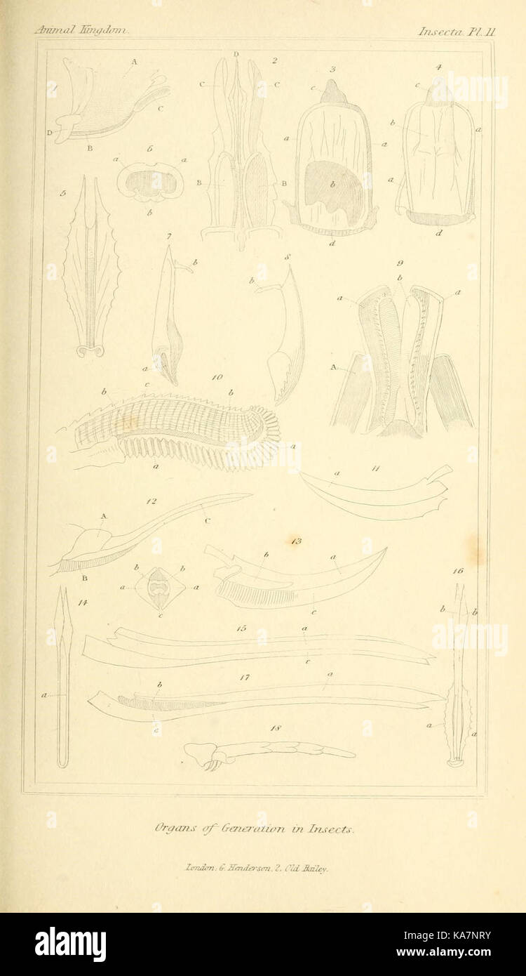 The animal kingdom, arranged according to its organization, serving as ...