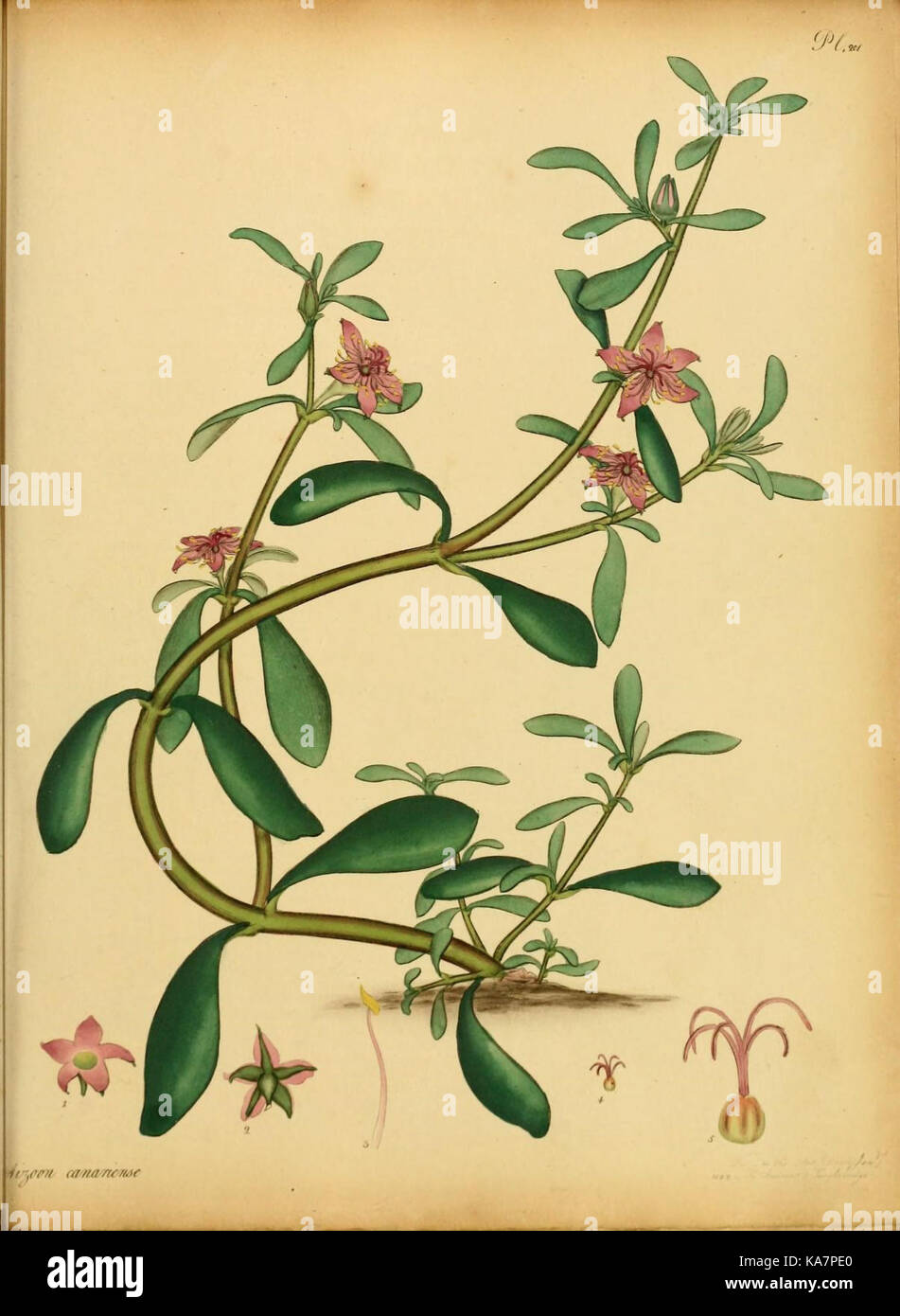 The botanist's repository, for new and rare plants (9612283387 Stock ...