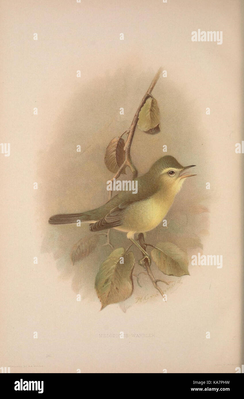 Warblers of britain hi-res stock photography and images - Alamy