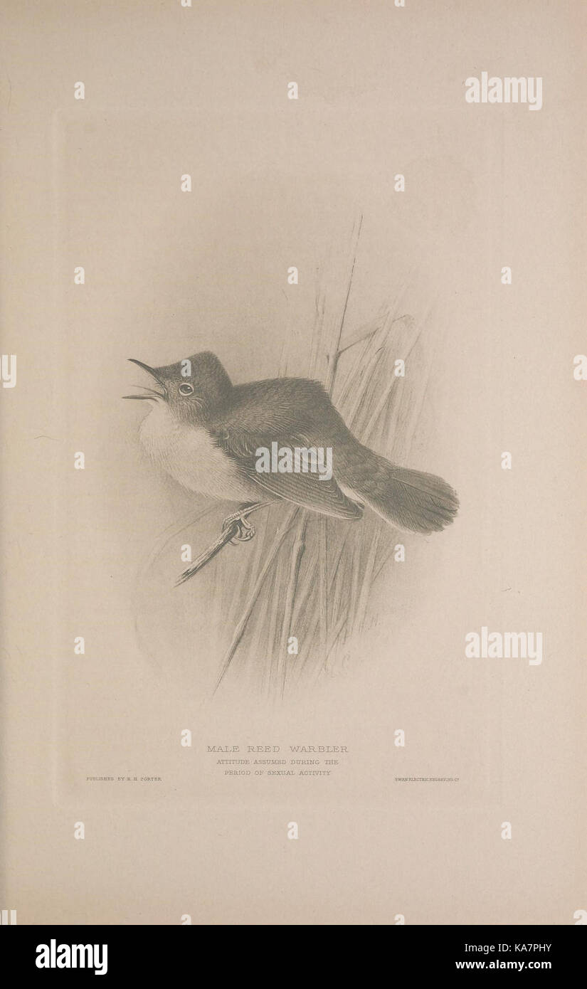 The British warblers (9578073890 Stock Photo - Alamy