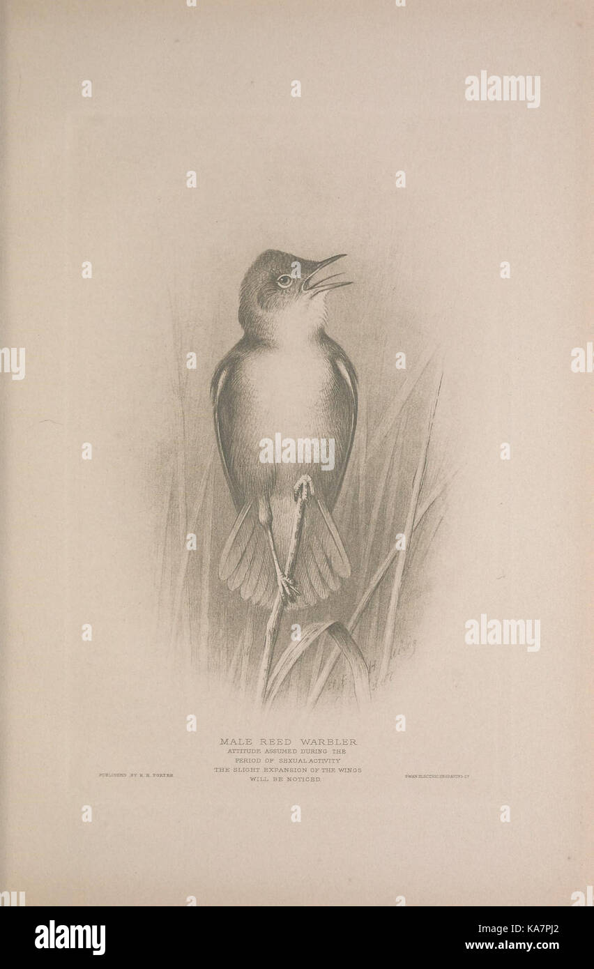 The British warblers (9575277521 Stock Photo - Alamy