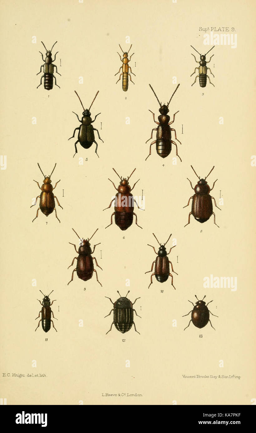 The Coleoptera of the British islands (8552521924 Stock Photo - Alamy