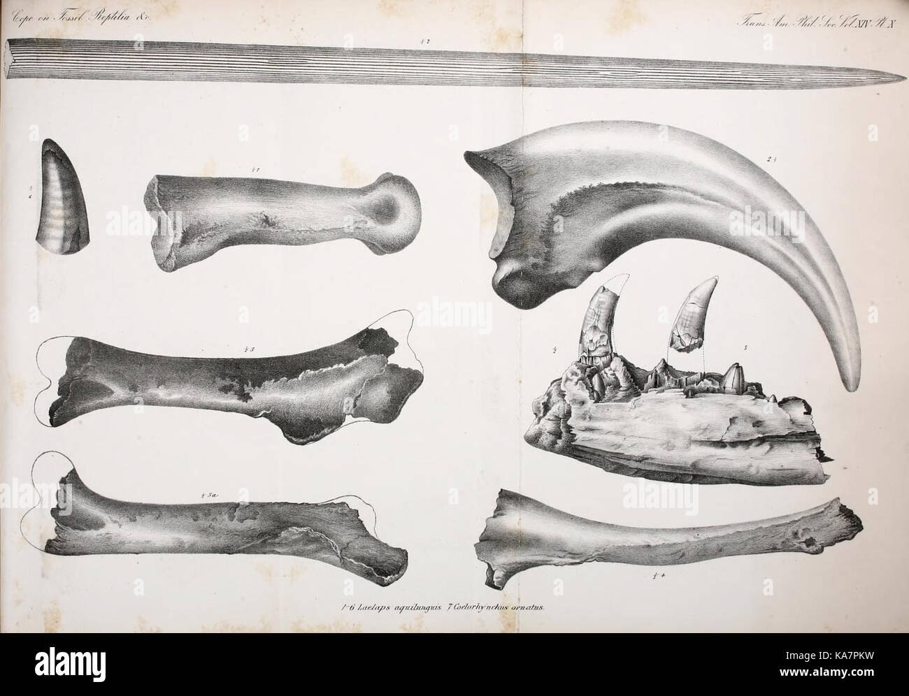 Synopsis of the extinct Batrachia, Reptilia and Aves of North America ...