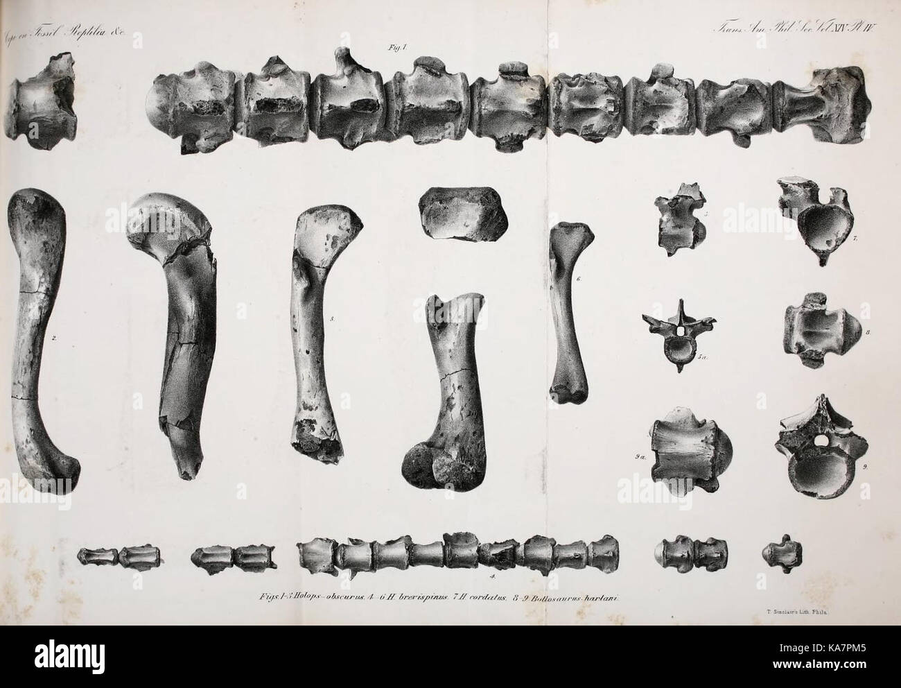 The work outlines extinct species from the Batrachia, Reptilia, and ...