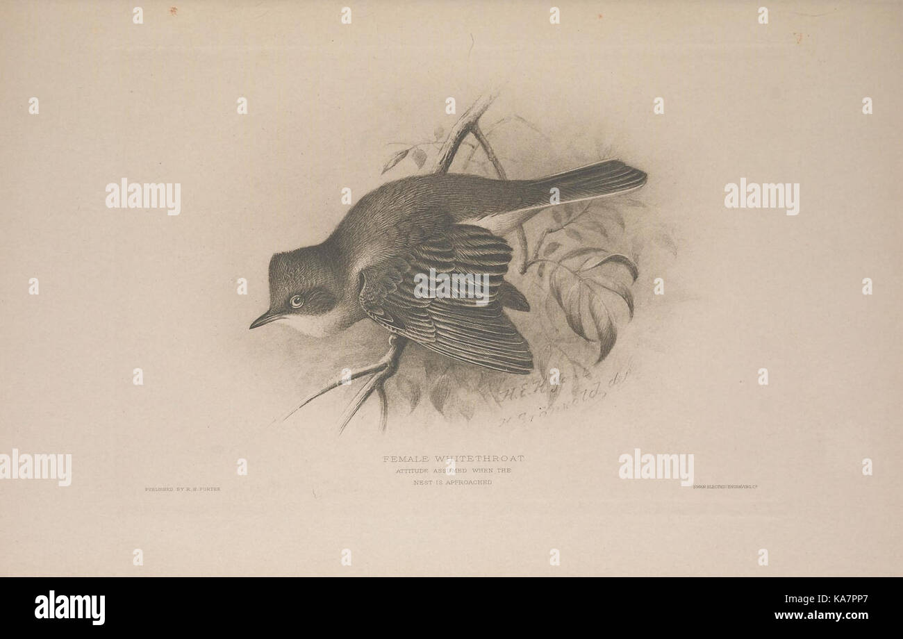 The British warblers (9575284059 Stock Photo - Alamy