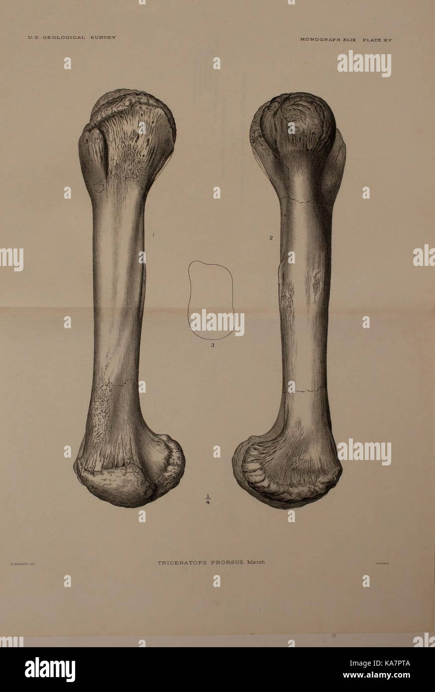 The Ceratopsia (8287892222 Stock Photo - Alamy