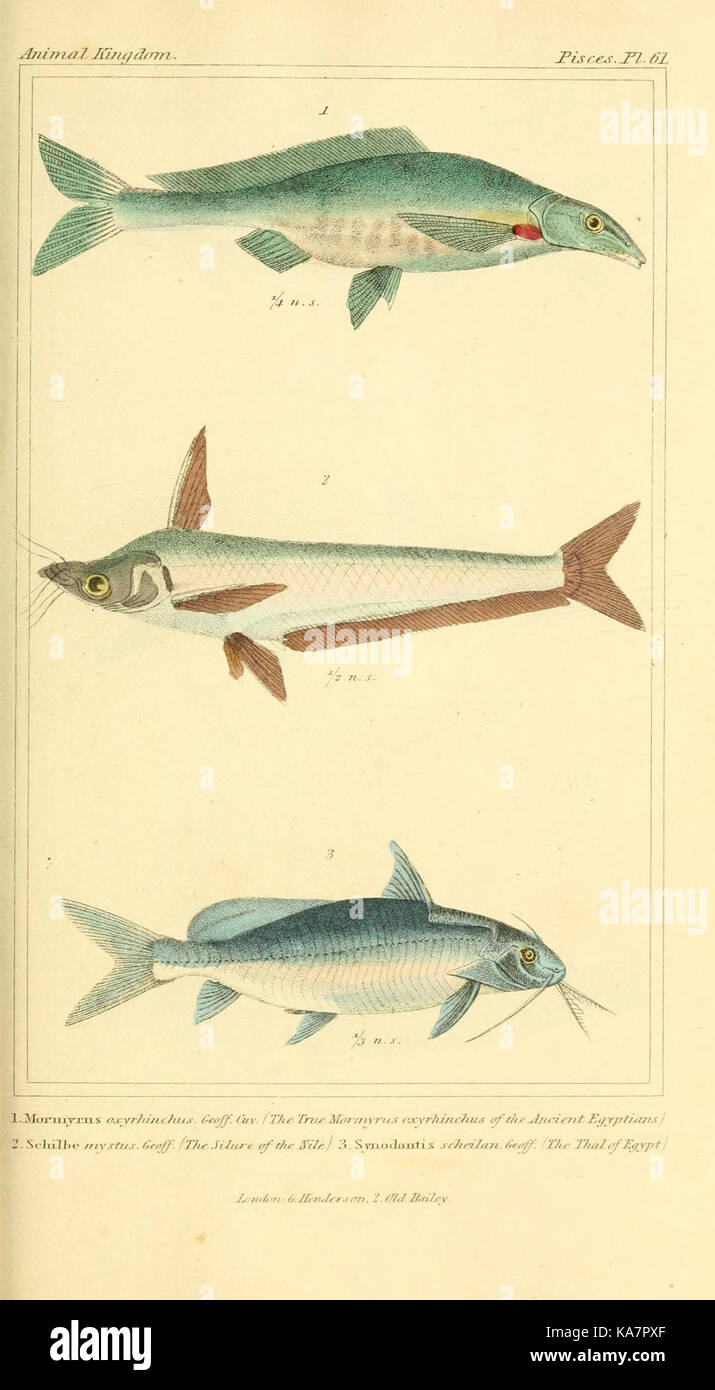 The animal kingdom, arranged according to its organization, serving as ...