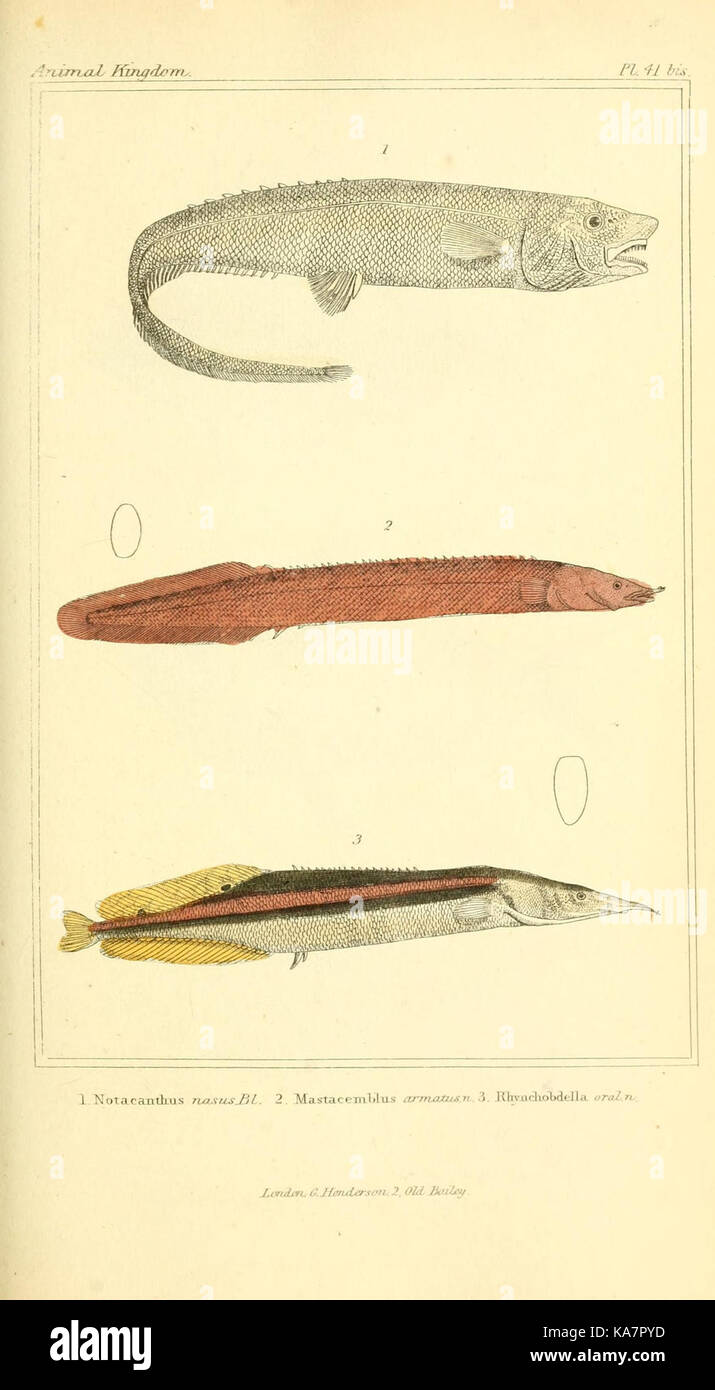 The animal kingdom, arranged according to its organization, serving as ...