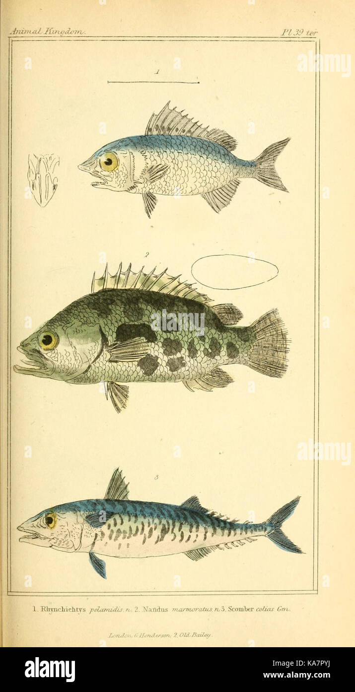 The animal kingdom, arranged according to its organization, serving as ...