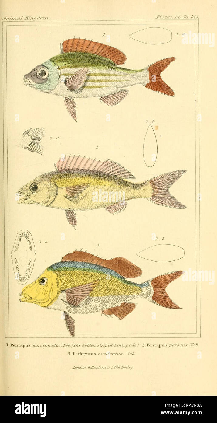 The animal kingdom, arranged according to its organization, serving as ...