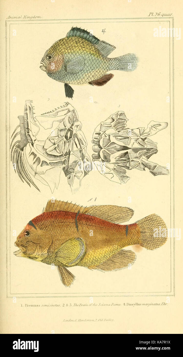 The animal kingdom, arranged according to its organization, serving as ...