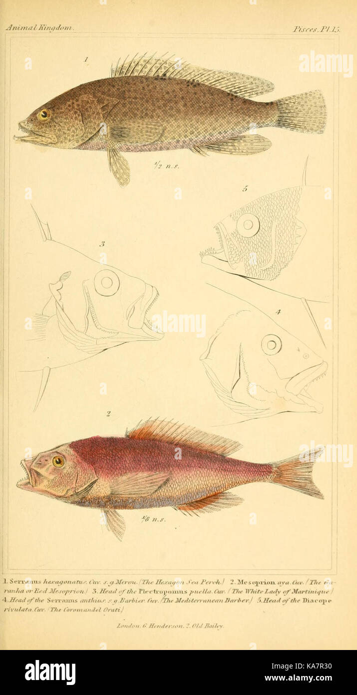 This work categorizes animals according to their biological structure ...