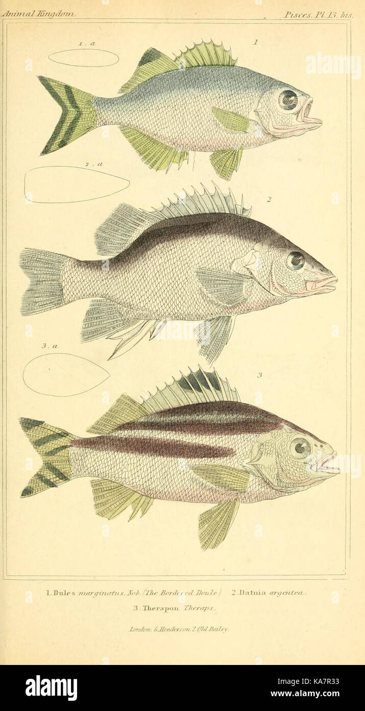 This book serves as a guide to the classification of animals, offering ...