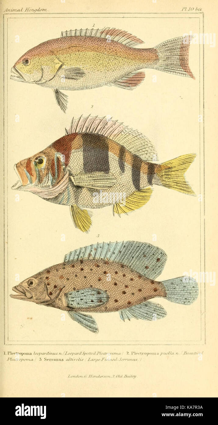 The animal kingdom, arranged according to its organization, serving as ...