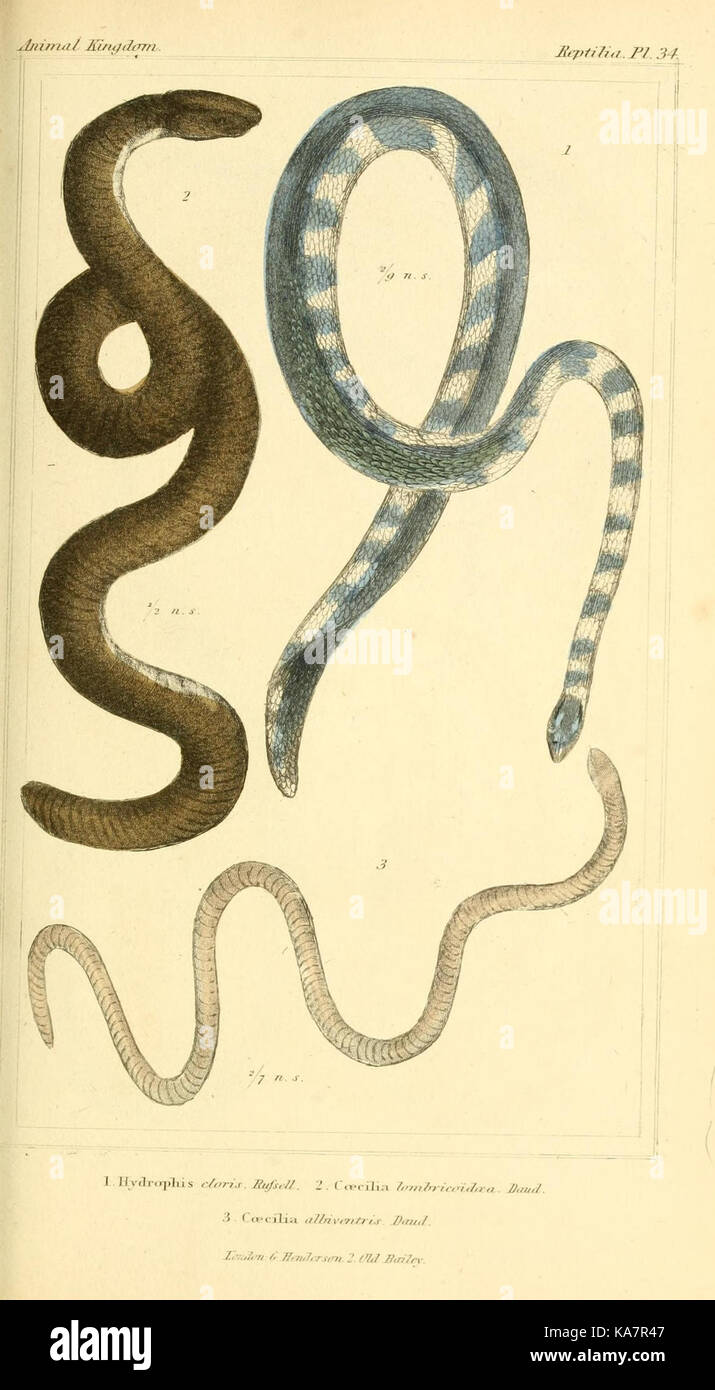 This work organizes the animal kingdom based on its biological ...