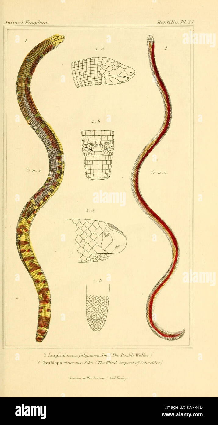 The animal kingdom, arranged according to its organization, serving as ...