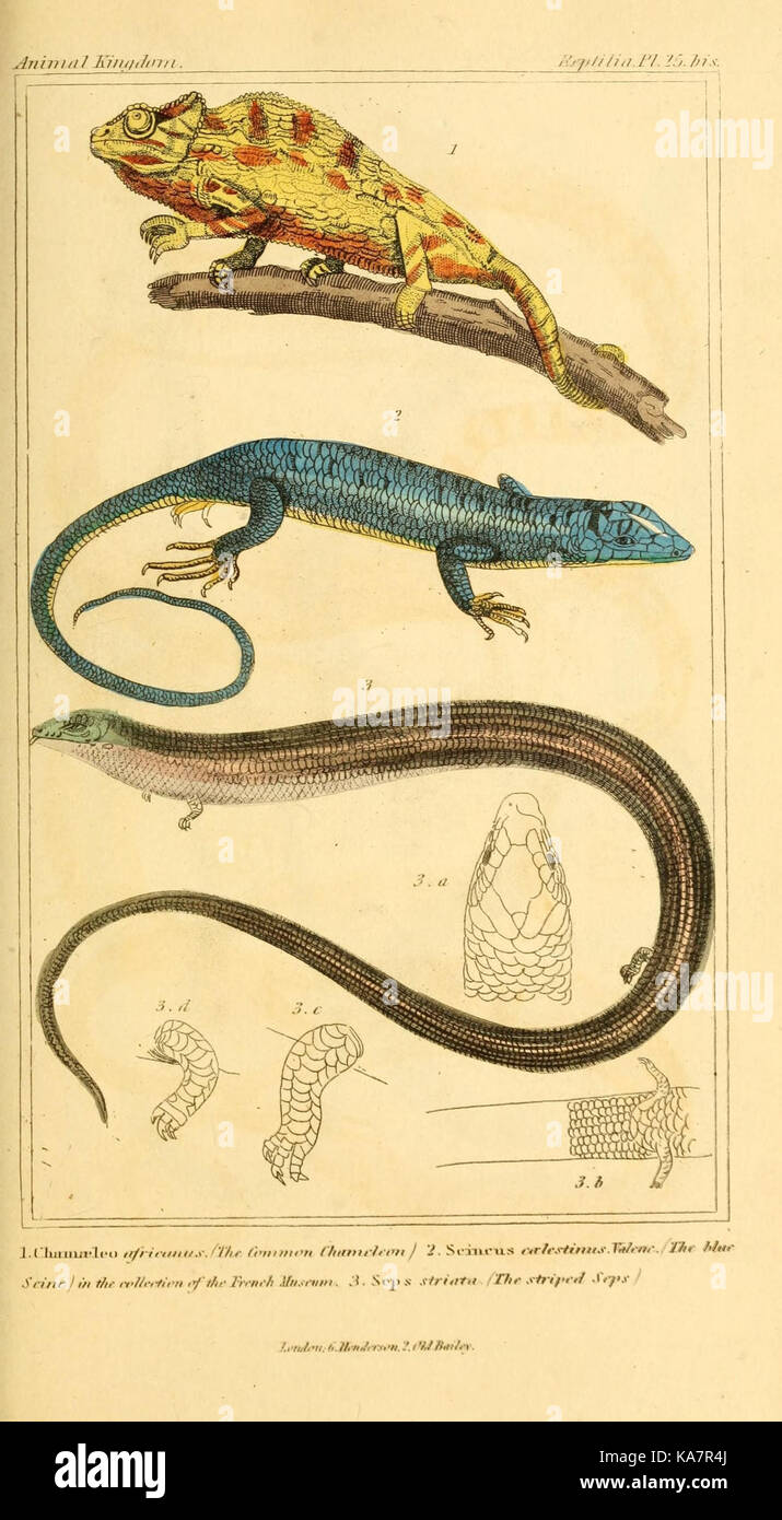 The animal kingdom, arranged according to its organization, serving as ...