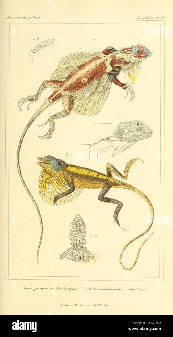 Animal phylogeny hi-res stock photography and images - Alamy