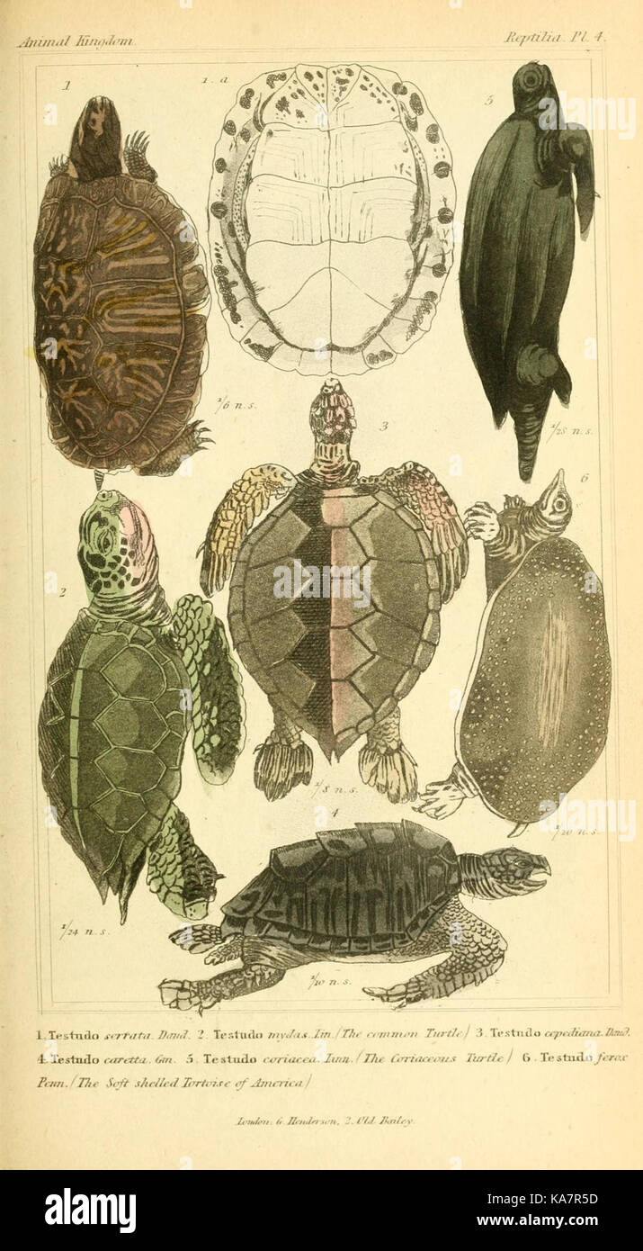 Animal classification systems hi-res stock photography and images - Alamy