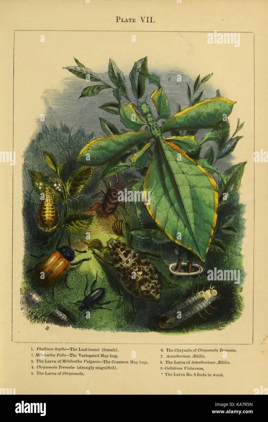 This image shows a butterfly vivarium, a controlled environment ...