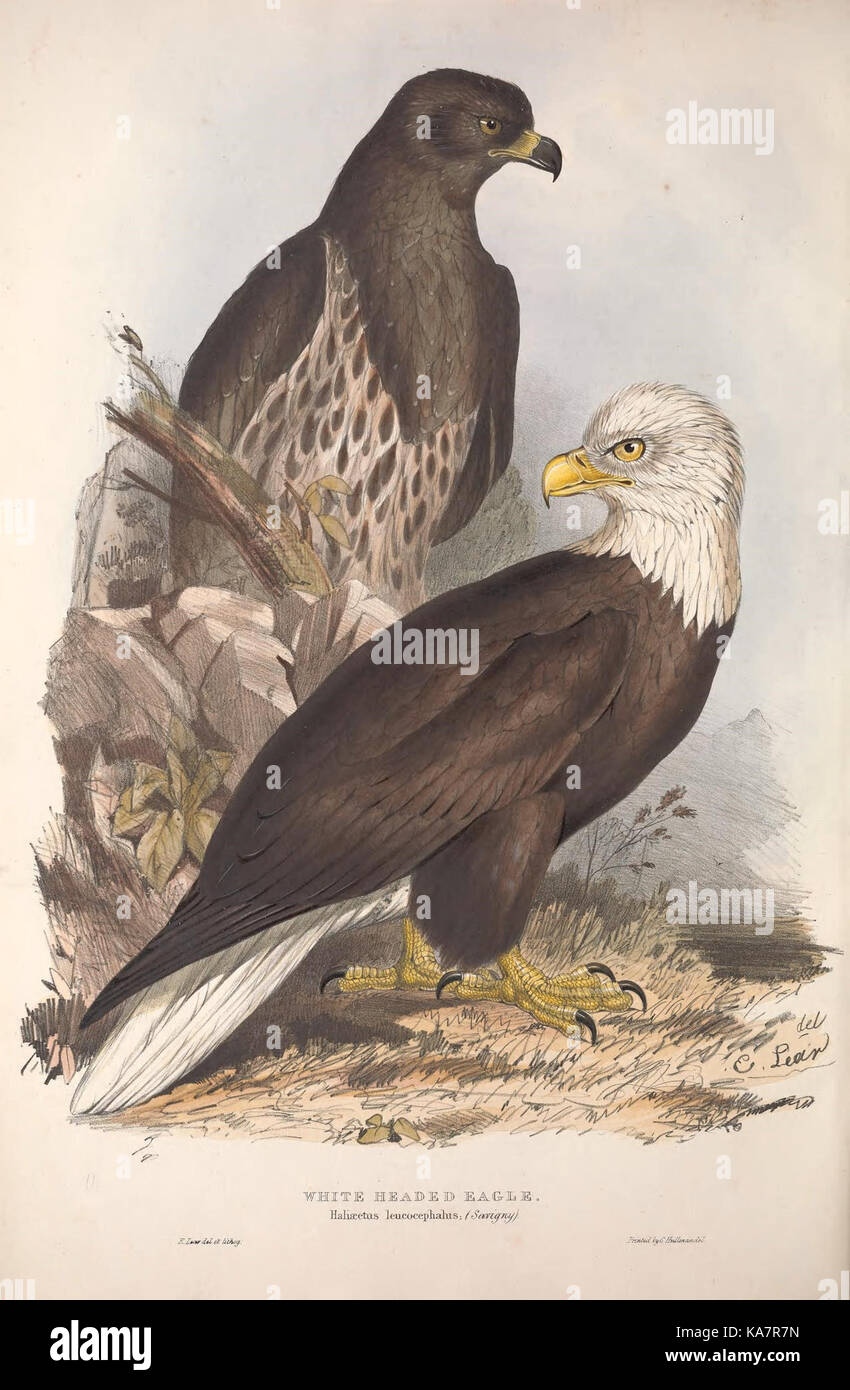 This illustration from 'The Birds of Europe' features various species ...