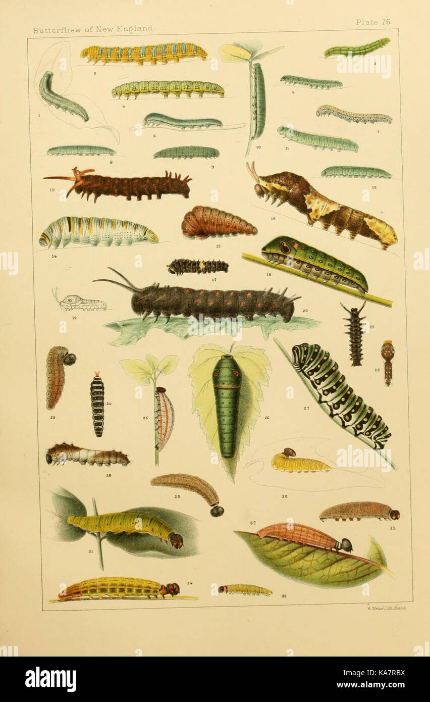 The butterflies of the eastern United States and Canada (8252320541 ...