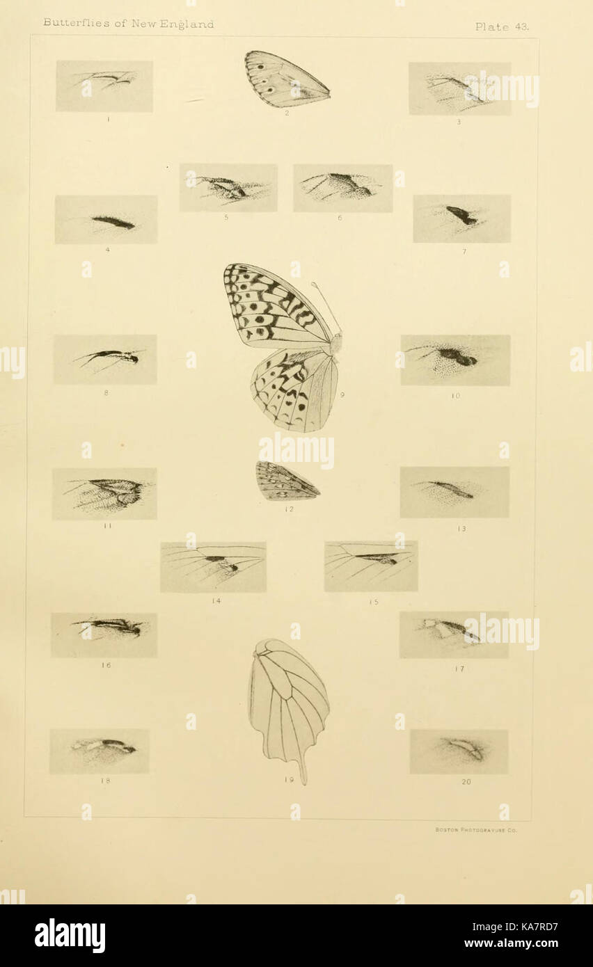 The butterflies of the eastern United States and Canada (8253377080 ...