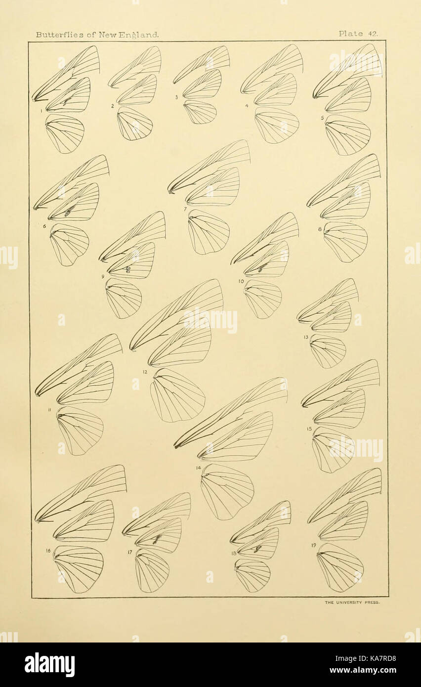 The butterflies of the eastern United States and Canada (8252306063 ...