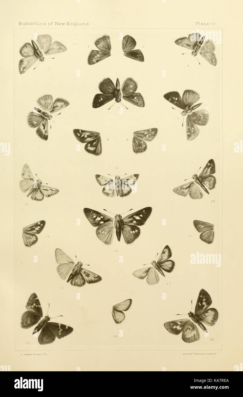 The butterflies of the eastern United States and Canada (8252292589 ...