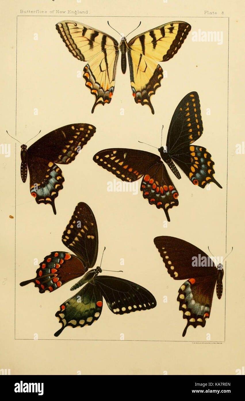 The butterflies of the eastern United States and Canada (8252287835 ...