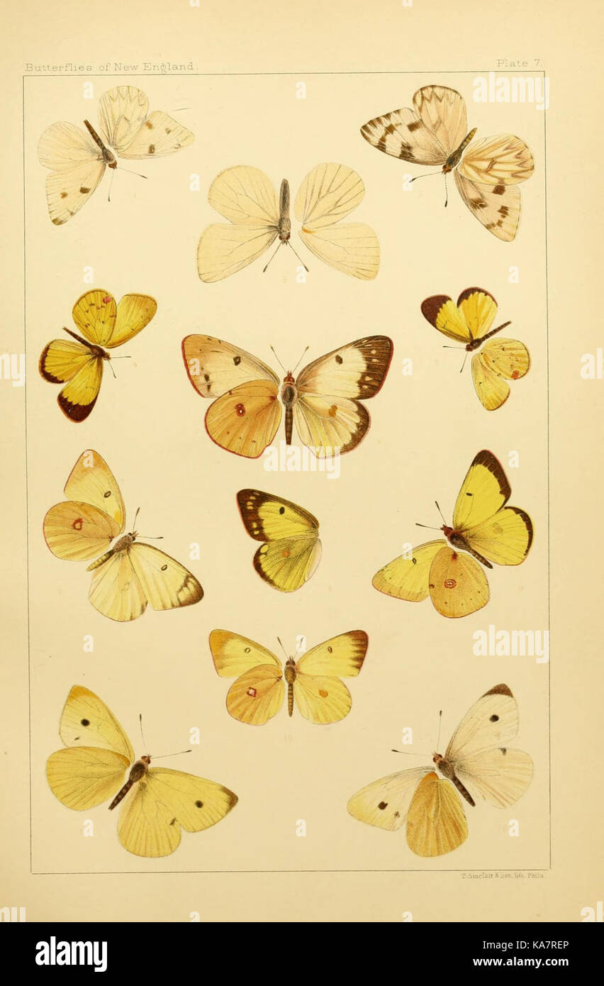 The butterflies of the eastern United States and Canada (8253358218 ...