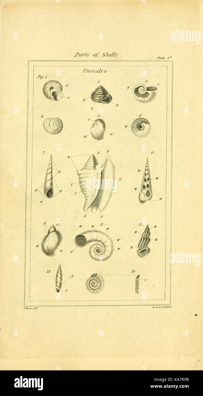 The elements of conchology; or Natural history of shells (9199419133 ...