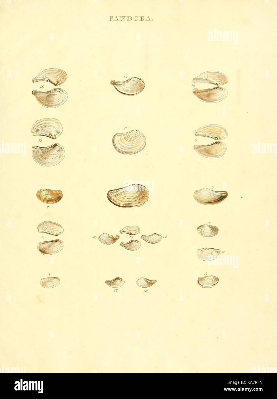 Species conchyliorum, or, Concise original descriptions and ...