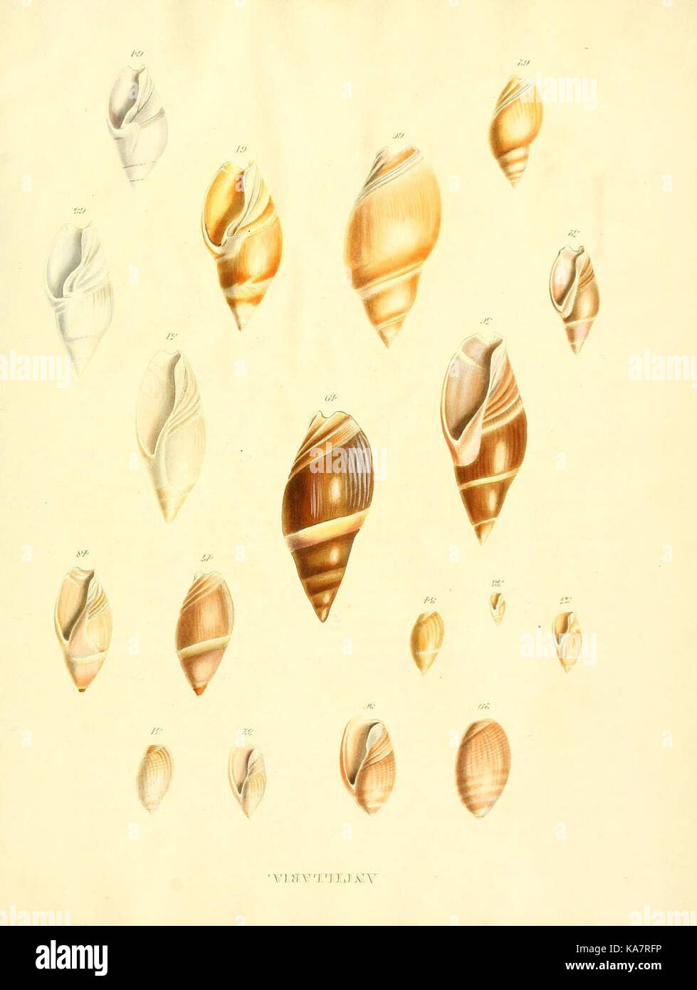 Species conchyliorum, or, Concise original descriptions and ...