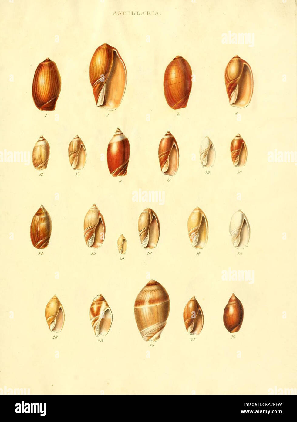 Species conchyliorum, or, Concise original descriptions and ...