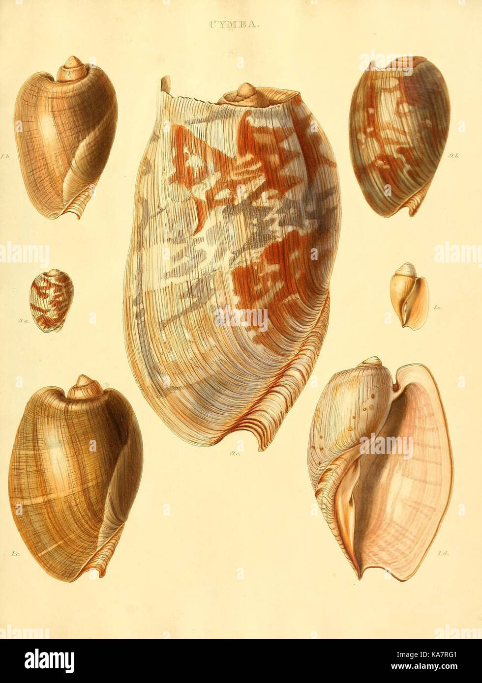 Species conchyliorum, or, Concise original descriptions and ...