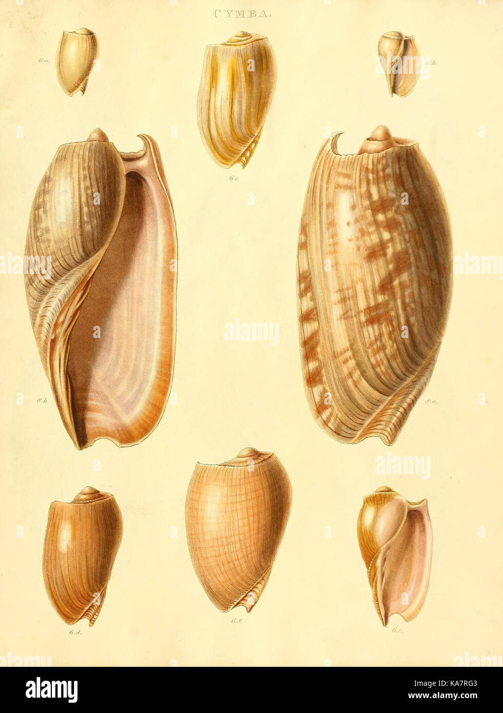 Species conchyliorum, or, Concise original descriptions and ...