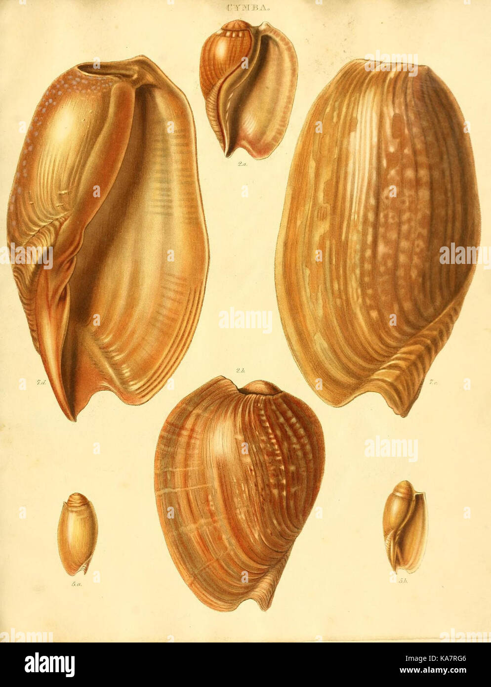 Species conchyliorum, or, Concise original descriptions and ...