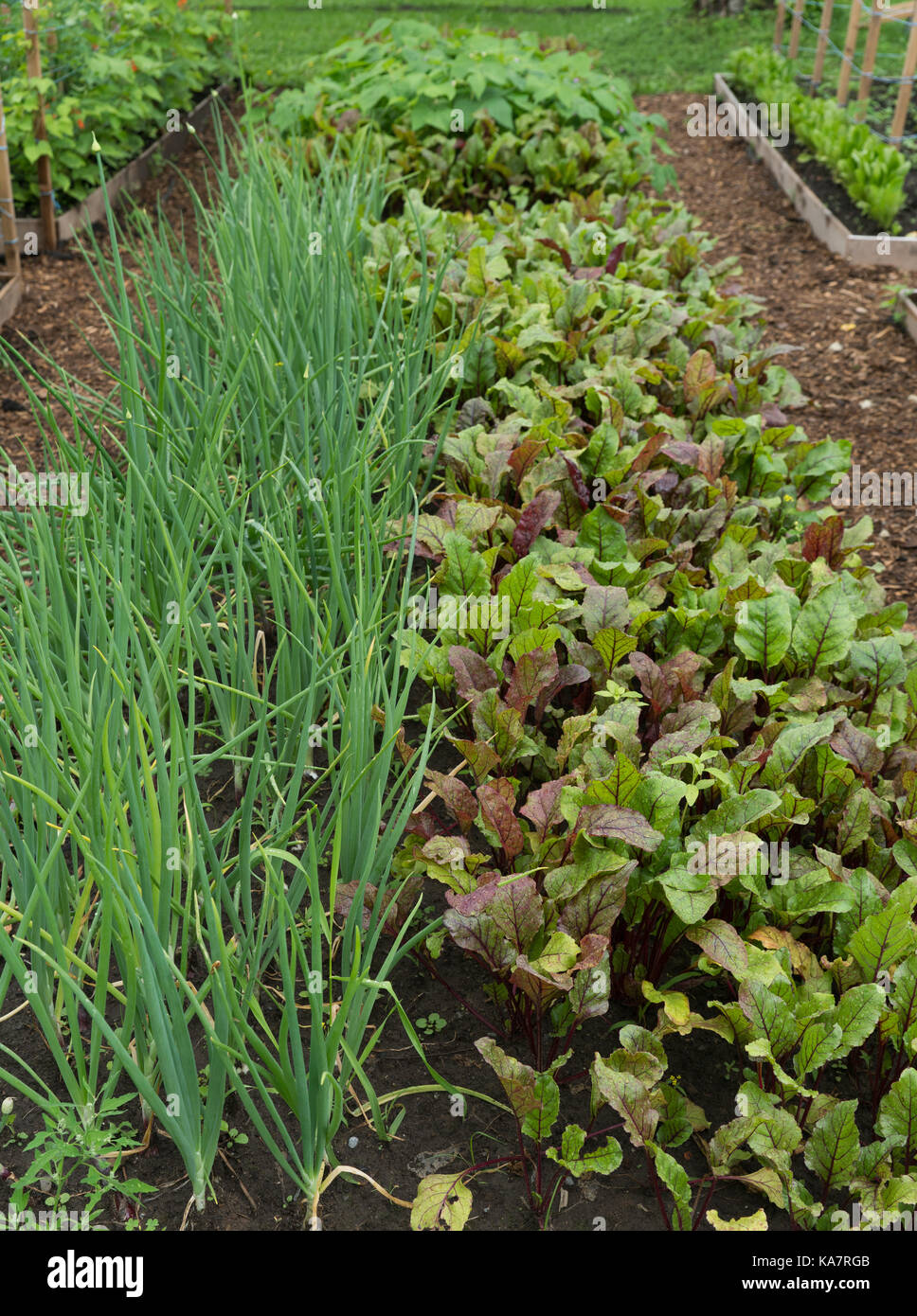 Onions and beetroot in garden bed Stock Photo - Alamy