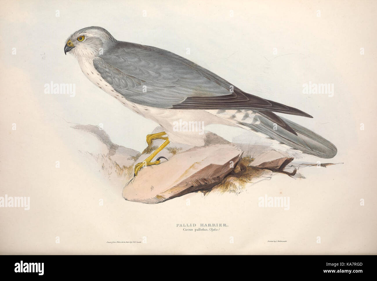 This illustration from *The Birds of Europe* captures various bird ...