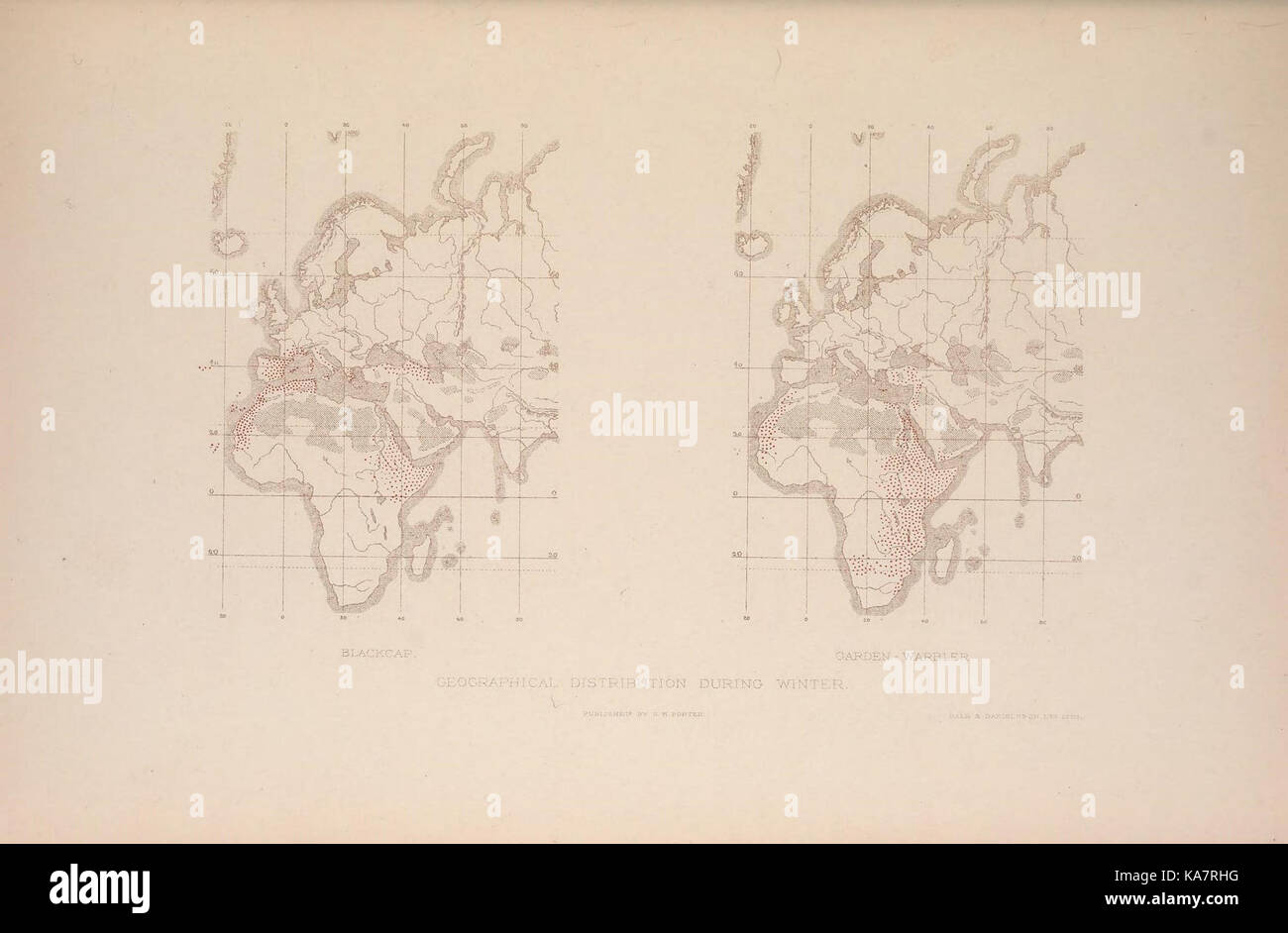 The British warblers (Pl. 15) (9319202685 Stock Photo - Alamy