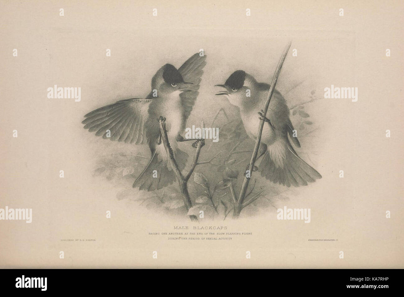 The British warblers (Pl. 7) (9319194875 Stock Photo - Alamy