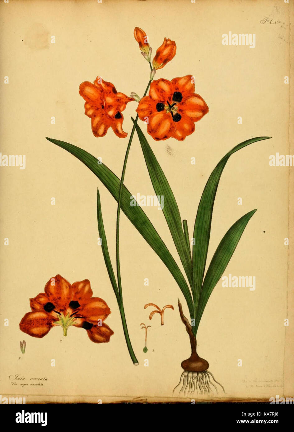 This botanical illustration from 'The Botanist's Repository' showcases ...