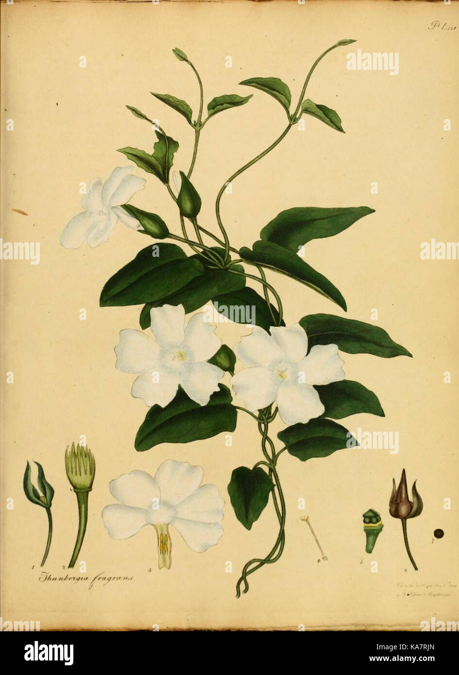 This botanical illustration from 'The Botanist's Repository' showcases ...