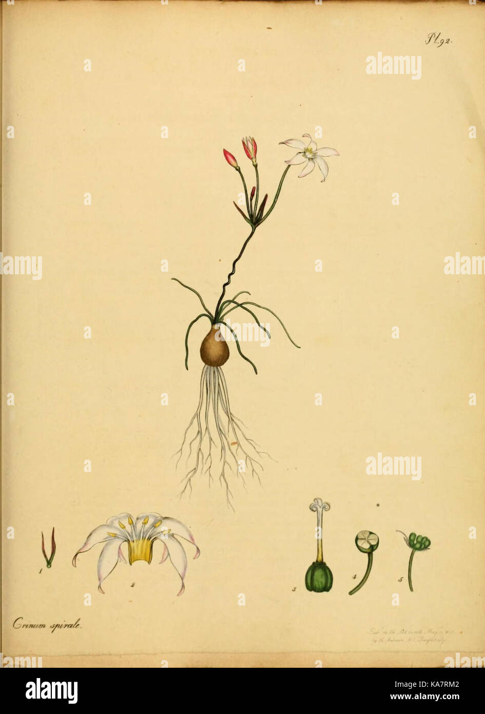 This illustration from 'The Botanist's Repository' depicts rare and new ...