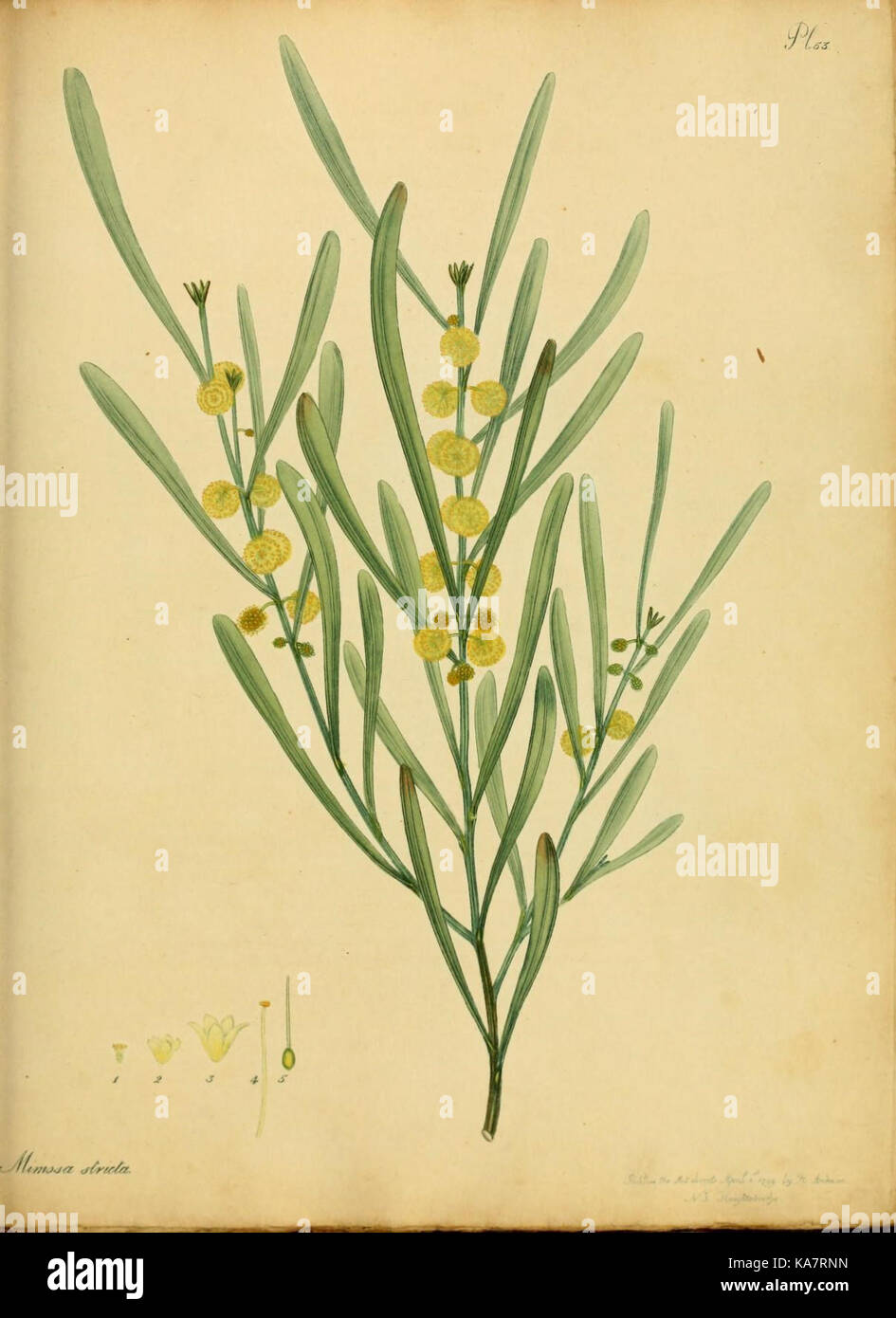 *The Botanist’s Repository* contains illustrations and descriptions of ...
