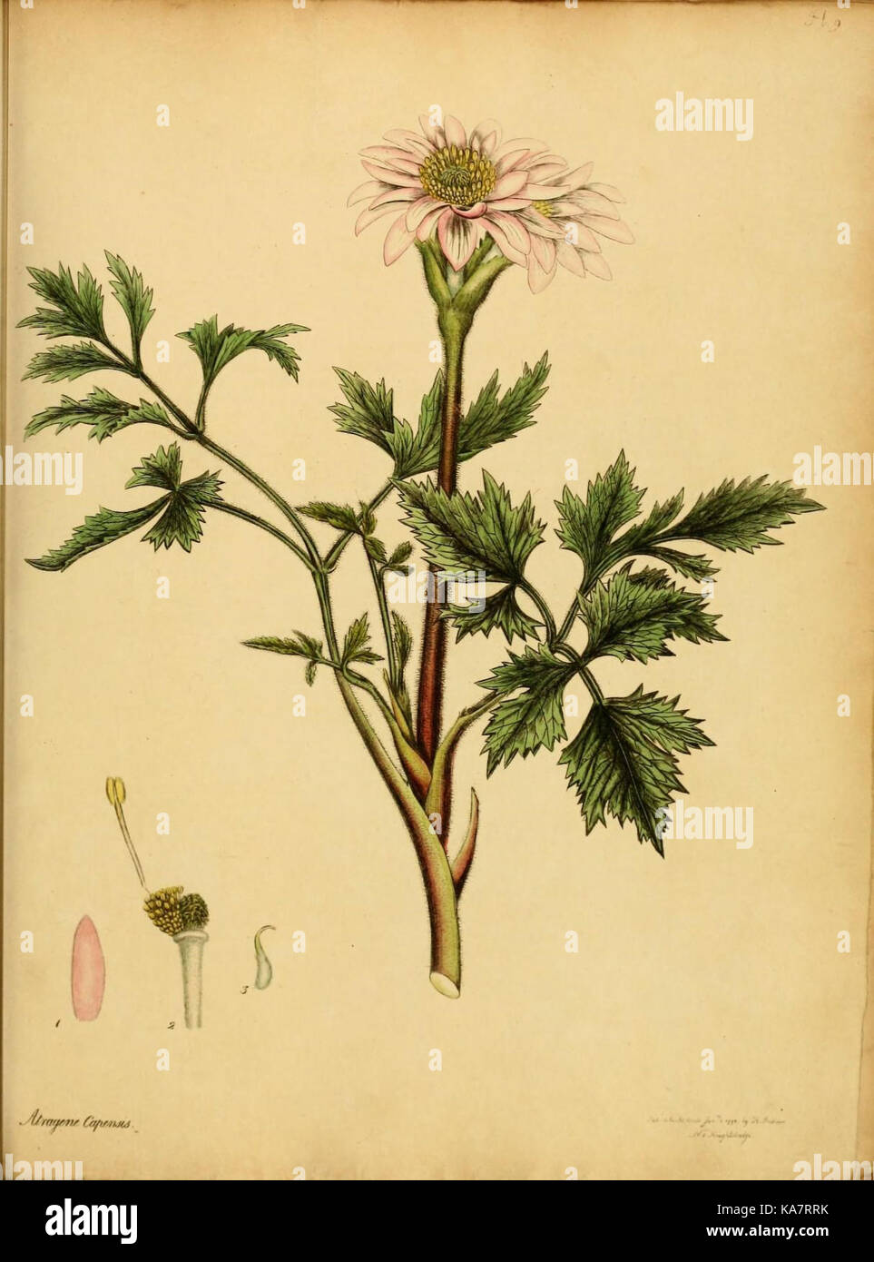 This illustration from 'The Botanist's Repository' showcases rare and ...